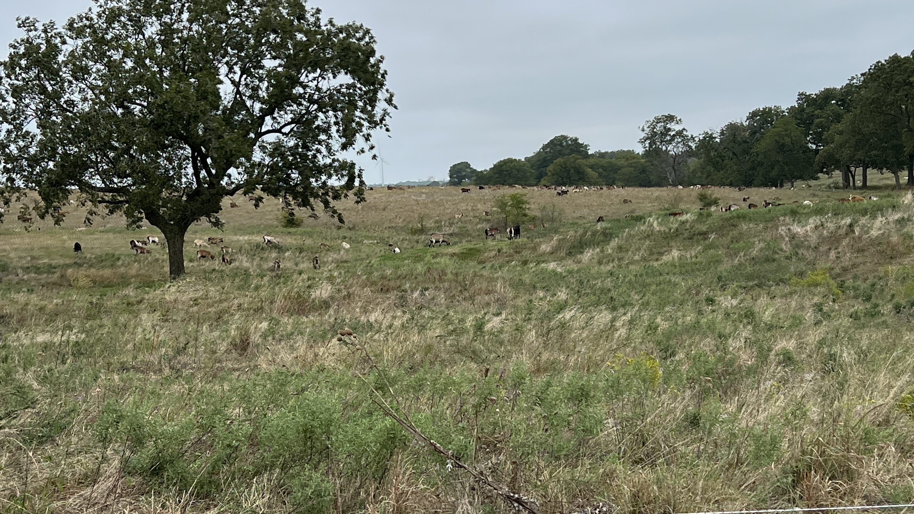 Services – Regenerative Grazing Solutions